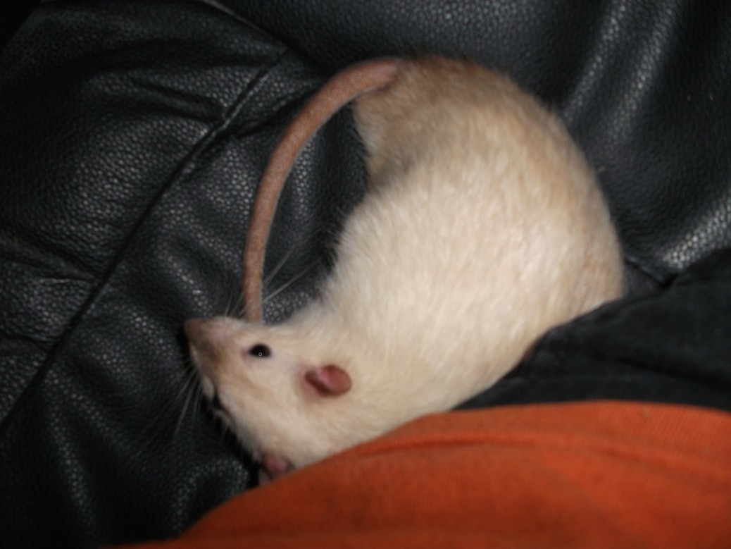 It’s World Rat Day! About that Logo… – Shelf Abuse